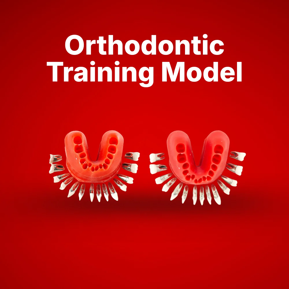 Buy Orthodontic Training Model Online | Fast Delivery by Evodent