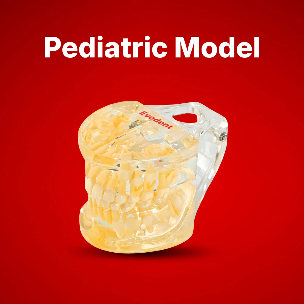 Buy Pediatric Model Online | Fast Delivery by Evodent