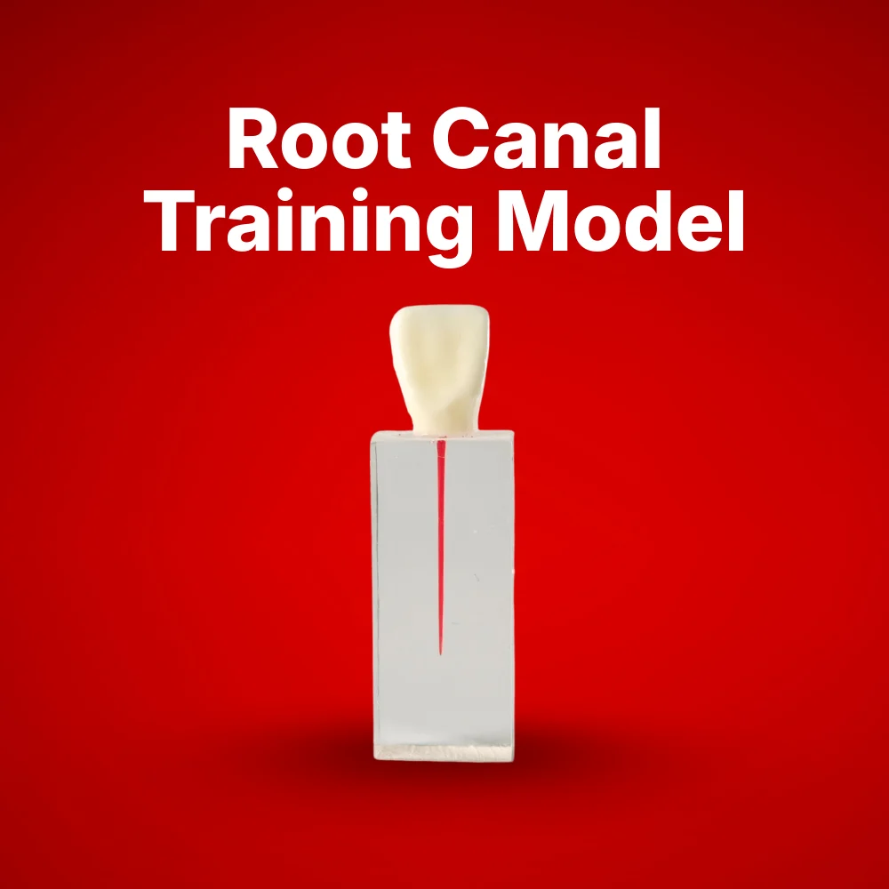 Buy Root Canal Training Model Online | Fast Delivery by Evodent