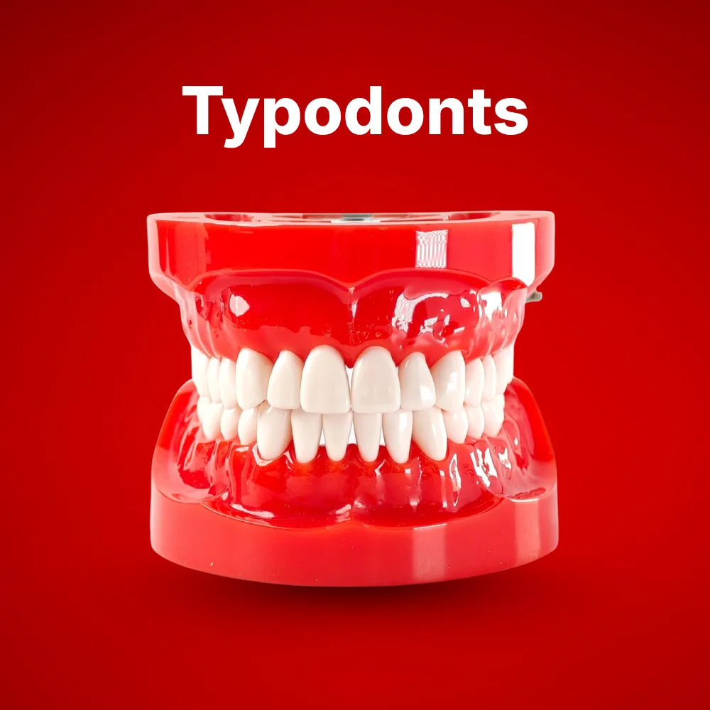 Buy Typodonts Online | Fast Delivery by Evodent